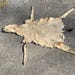 Beautiful Tanned, COMPLETE, SPRINGBOK SKIN -hide for Possible Lifesize ...