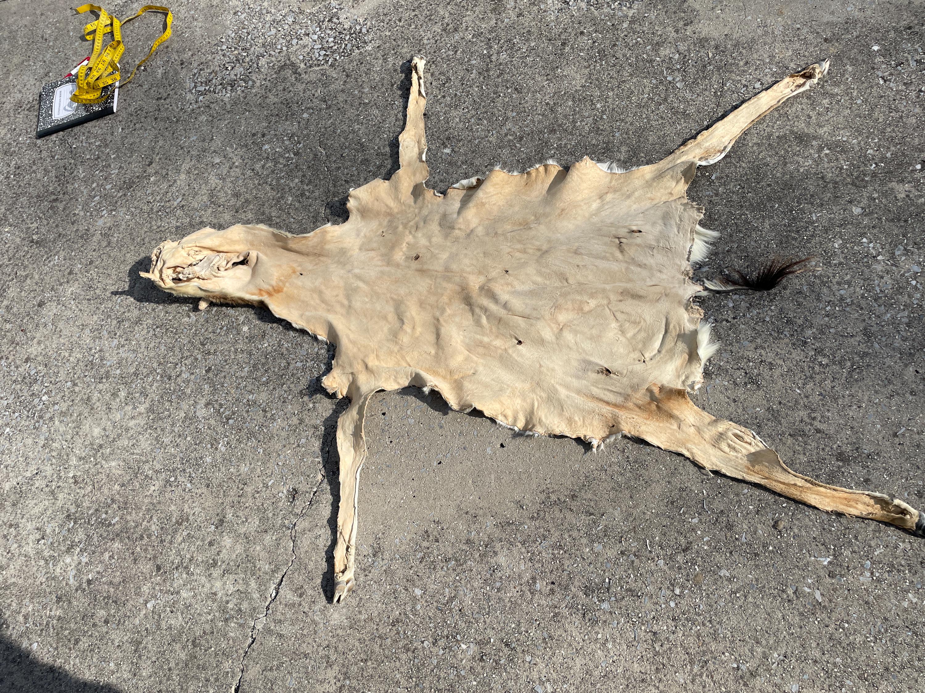 Beautiful Tanned, COMPLETE, SPRINGBOK SKIN -hide for Possible Lifesize ...
