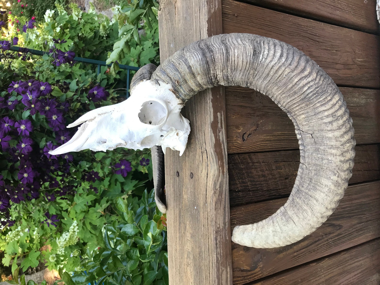 Taxidermy RARE RED SHEEP Skull Nice Big Horns = Hybrid Armenian Mouflon ...