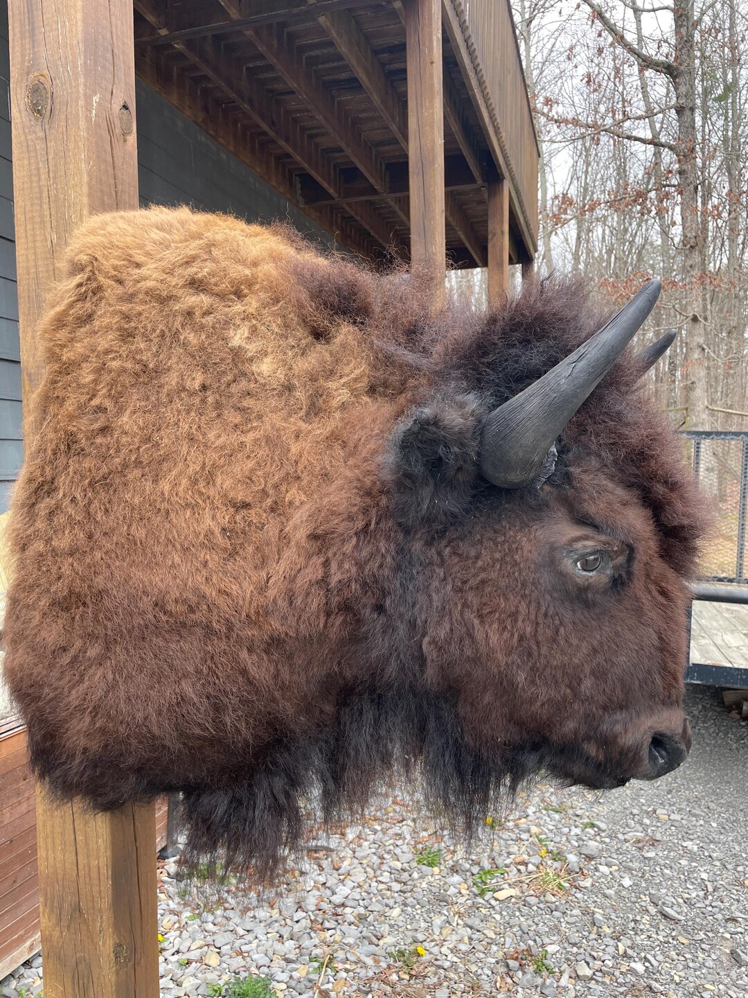 Western BISON/BUFFALO Shoulder Mount Log Cabin Hunting Lodge Taxidermy ...