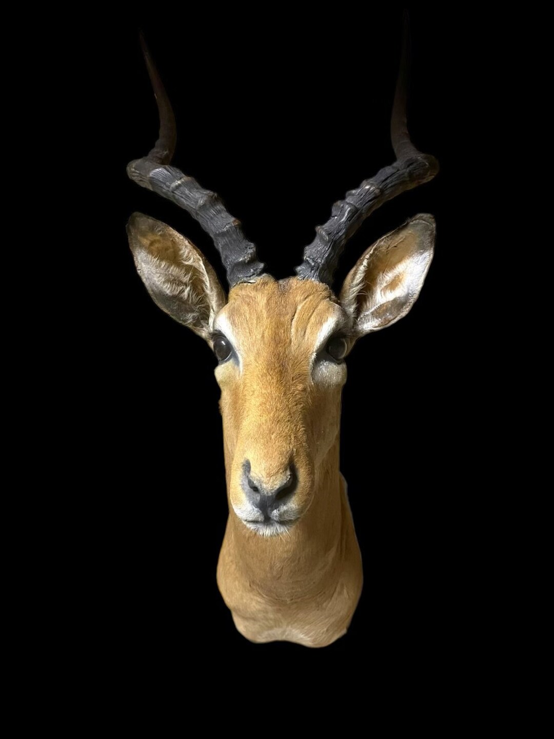 Awesome IMPALA Shoulder Mount With Trophy Size HORNS AFRICA Hunting ...