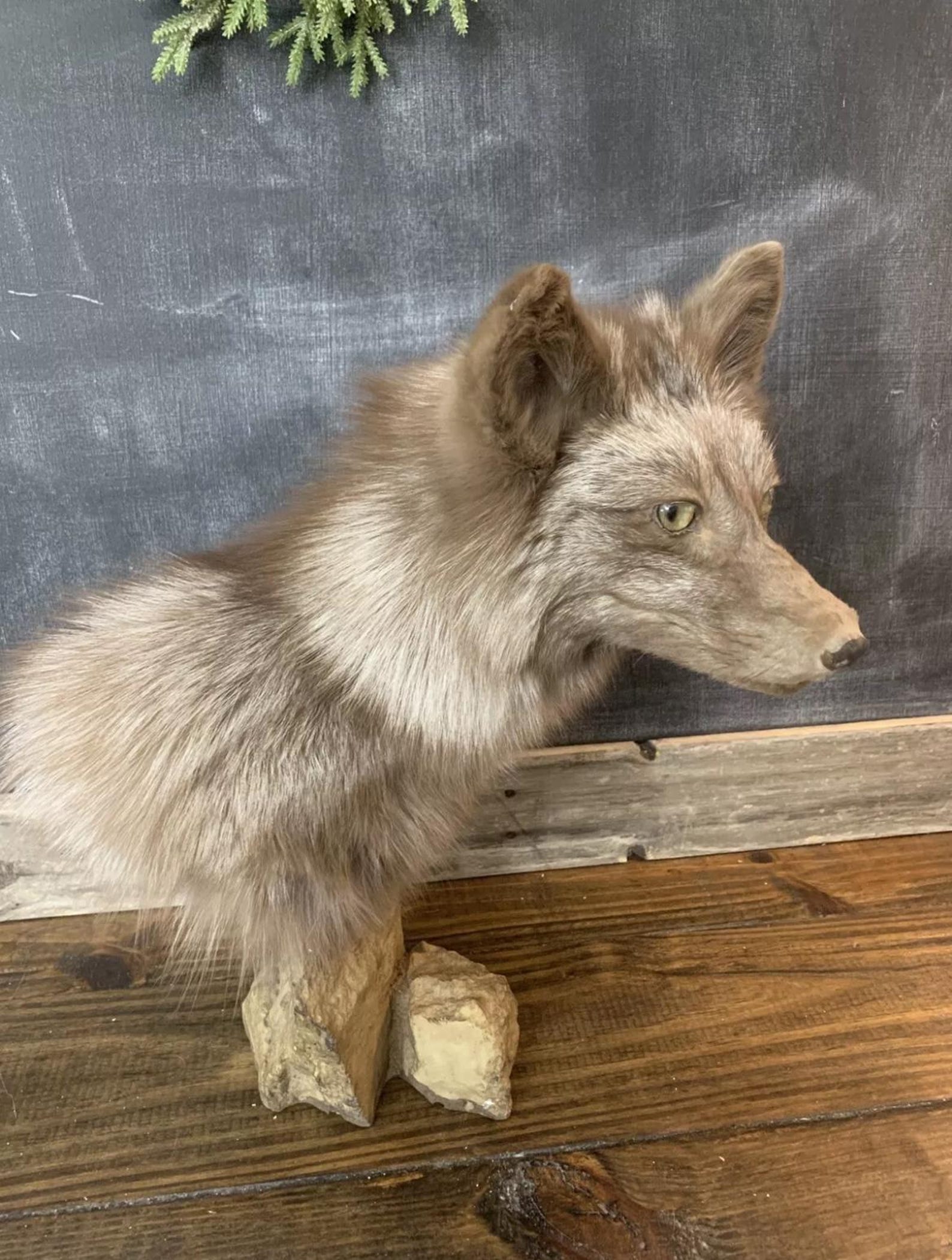 Beautiful AMBER Ranch FOX Shoulder Pedestal Mount /log Cabin Hunting ...