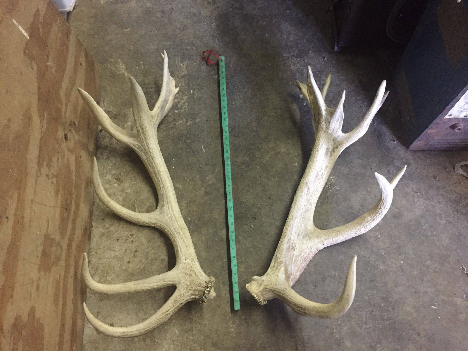Taxidermy Huge 23 Point Set of RED STAG Shed ANTLERS Cabin Hunting ...
