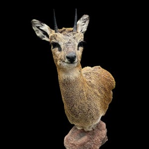 Beautiful KLIPSPRINGER Pedestal Mount Nice HORNS AFRICA Safari Hunting ...