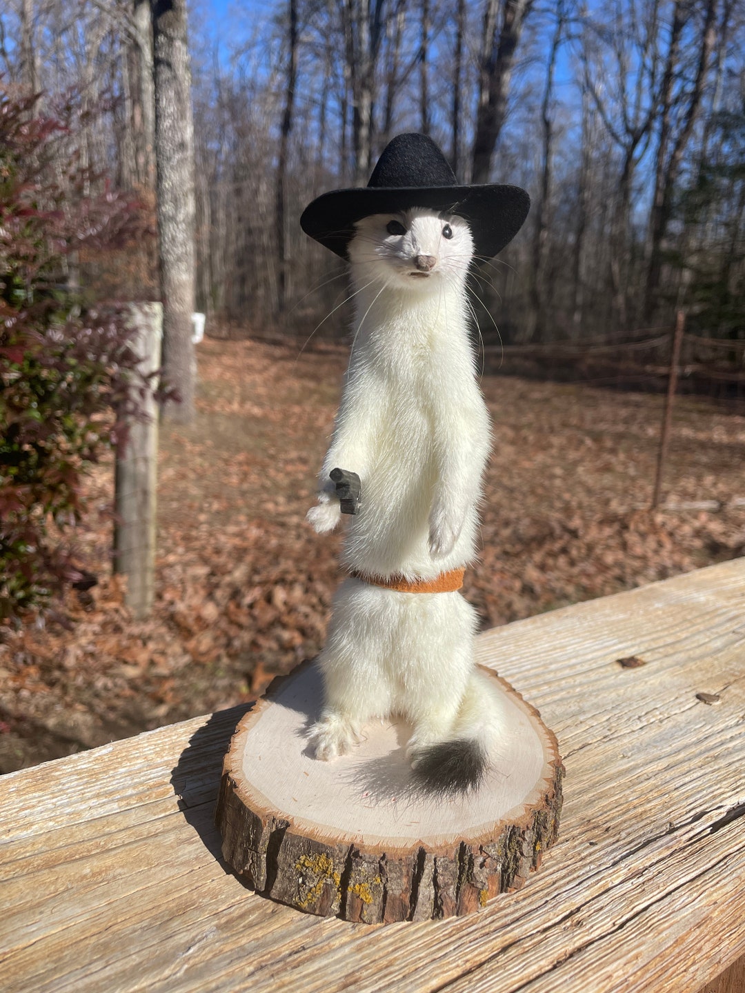 Taxidermy, Gunslinger Stoat or Long-tailed Weasel = Cowboy Ermine ...