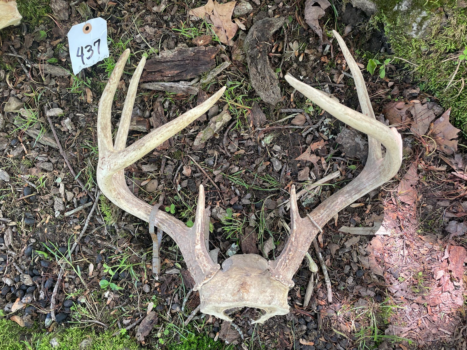 2 Sets of Nice 8 Point Whitetail DEER ANTLERS, Log Cabin, Hunting Lodge ...