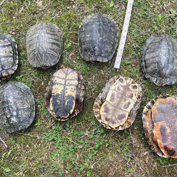 Large Turtle Shell - Etsy