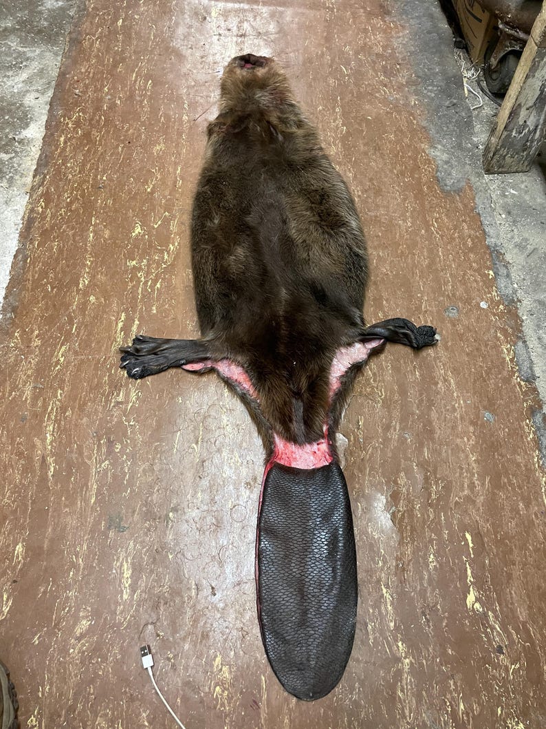 1 Huge New Lifesize 50 Lb, Beaver Un-tanned -salted - No Tail -SKIN ...