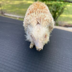 CUTE Oddity Taxidermy Very Nice "new" Long-eared Hedgehog Mount Log ...