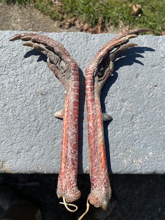 Turkey Leg Spurs How To Score Your Wild Turkey | Grand View Outdoors