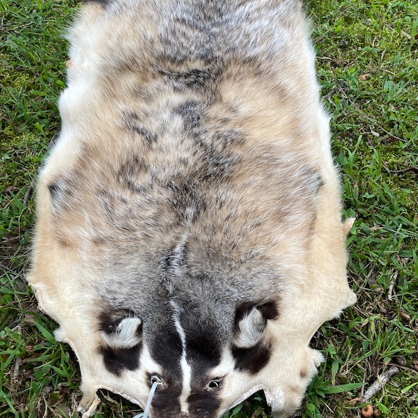 Taxidermy Badger Mount - Etsy