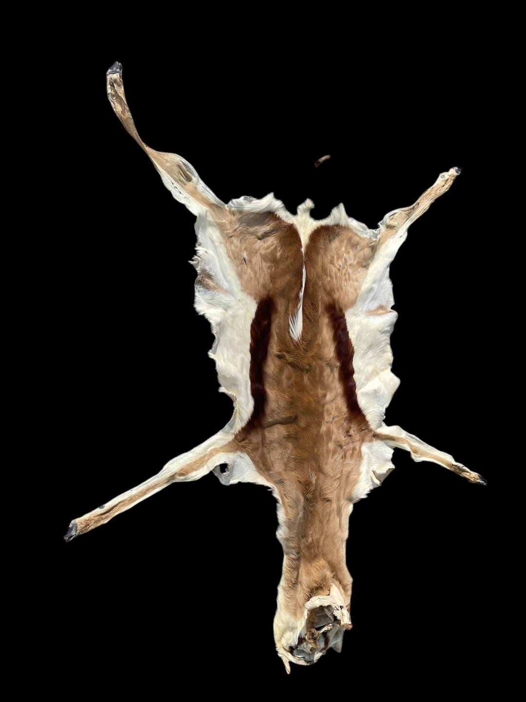 Beautiful Tanned, COMPLETE, SPRINGBOK SKIN -hide for Possible Lifesize ...