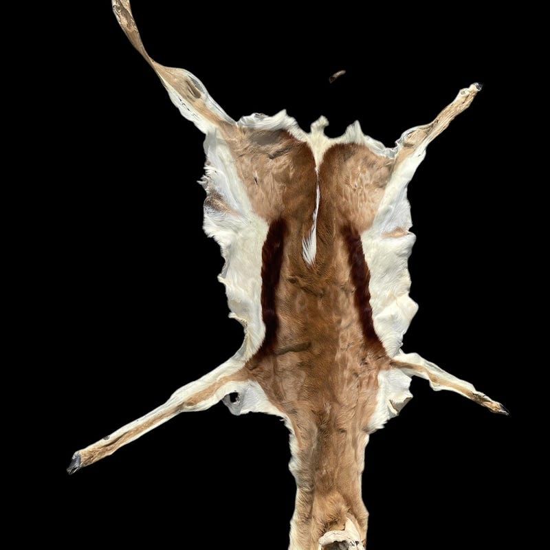 Springbok Hide - Etsy
