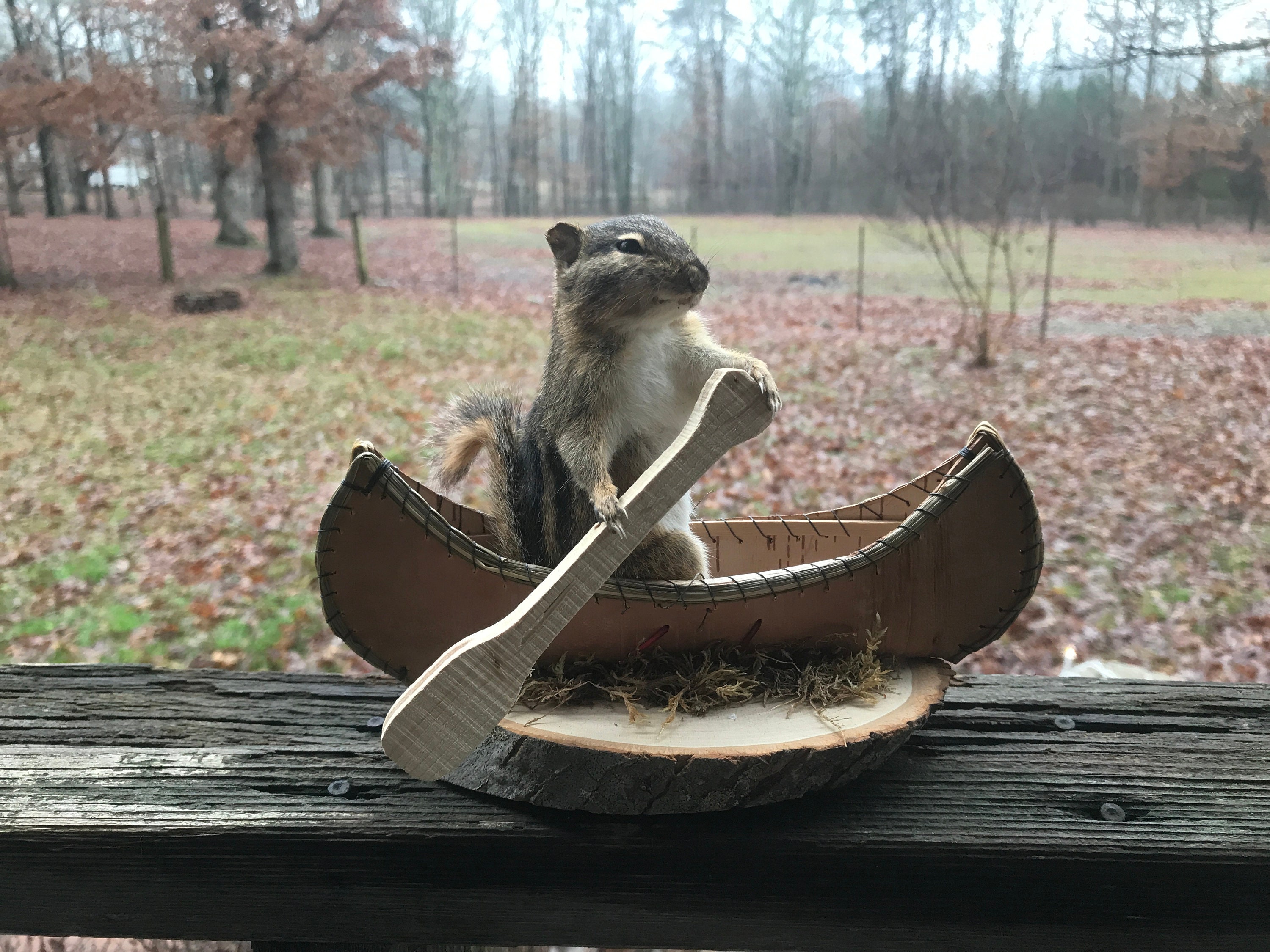 Home Décor Coon Full Mount With Peach New Very RARE BABY/ Small Raccoon ...