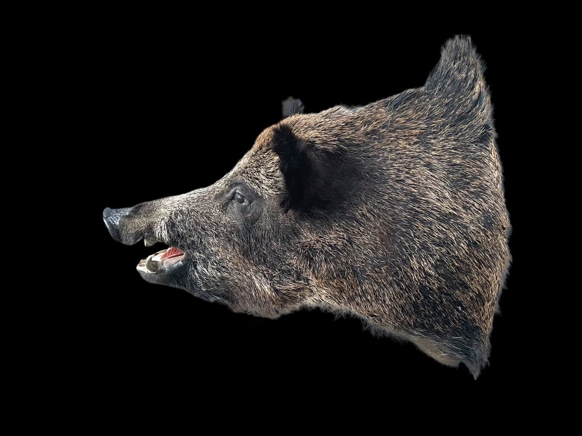 Home Décor Animal Mounts Taxidermy & Curiosities Excellent Wild Boar ...