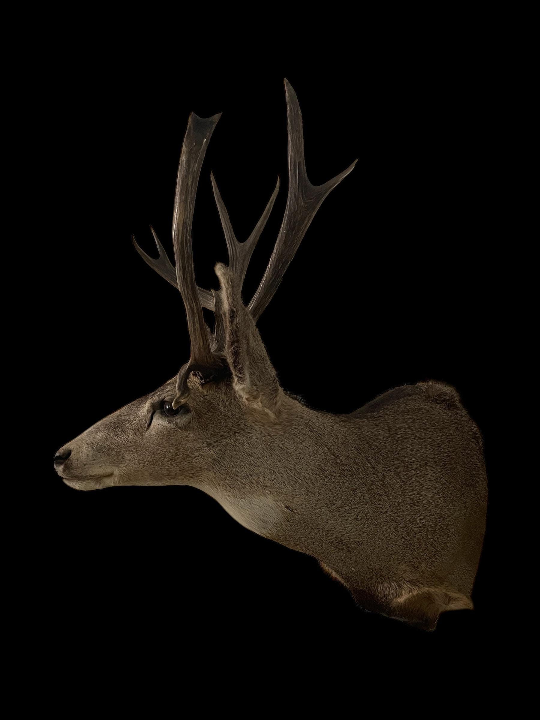 Taxidermy Weird 5 X 5 Double Main Beam MULE DEER ANTLERS /shoulder ...