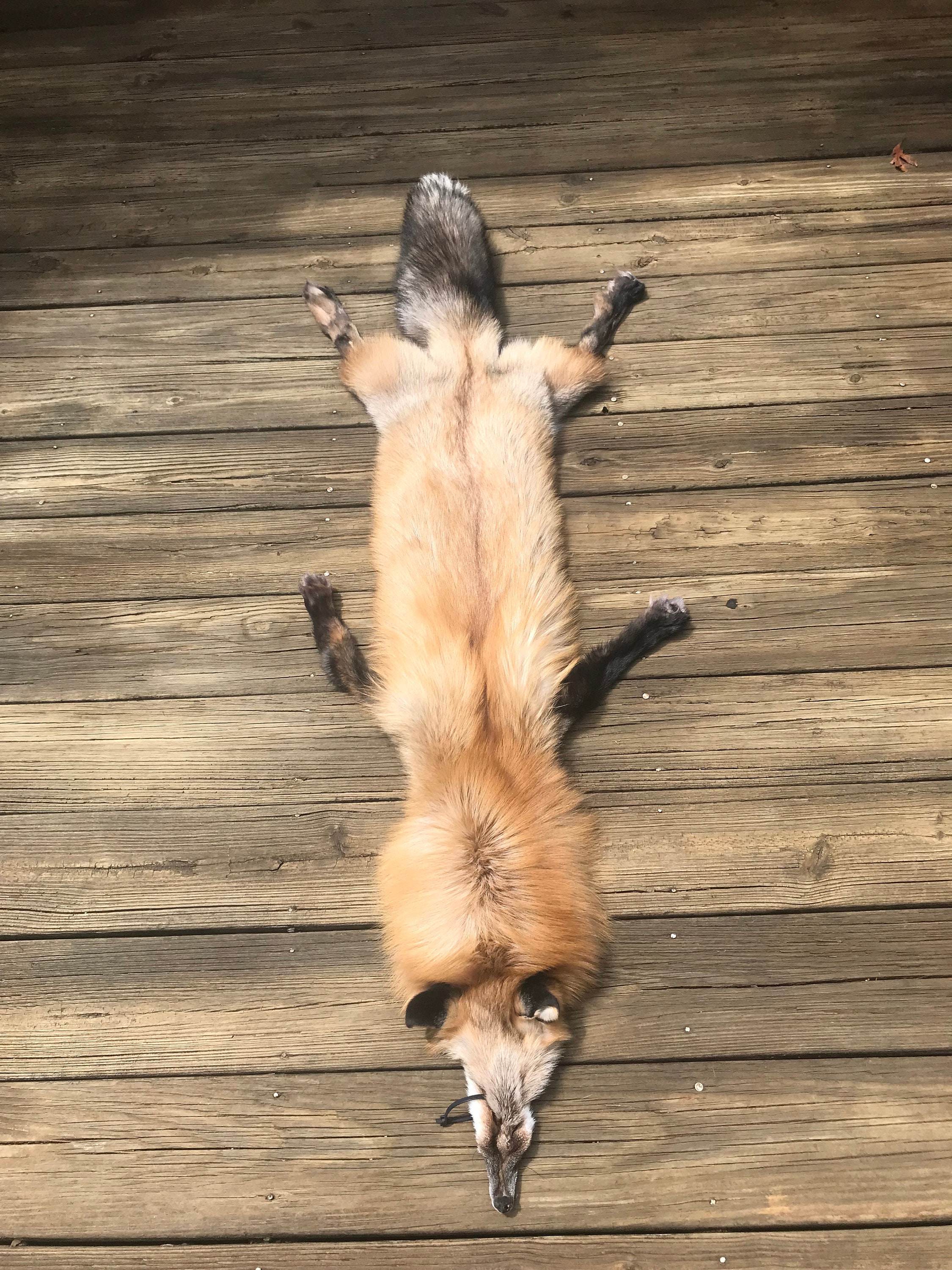 Beautiful Ranch RED FOX Lifesize Fkin/fur/hide /log Cabin | Etsy