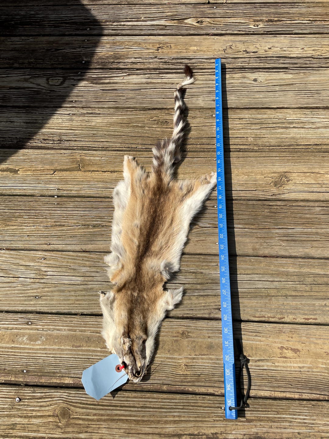 One {1} BEAUTIFUL Ring-tailed Cat Fur-skins-hide New, Taxidermy Cabin ...