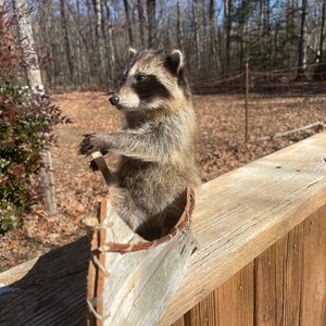 Taxidermy NEW Baby, Coon Or, RACCOON, in Birch Bark CANOE Mount Log ...