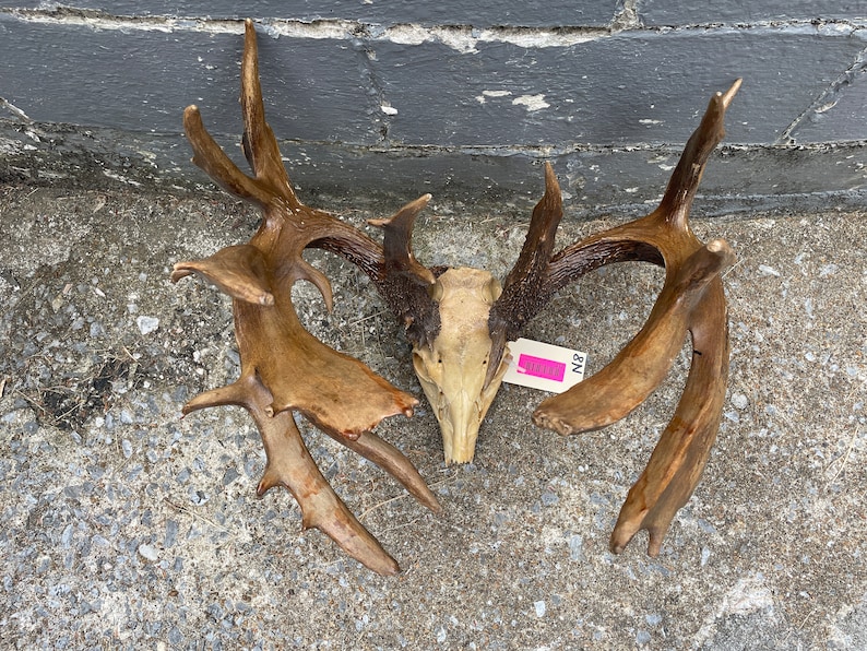 Monster 25 Point - Nontypical Whitetail Deer Antlers-skull Big Heavy ...