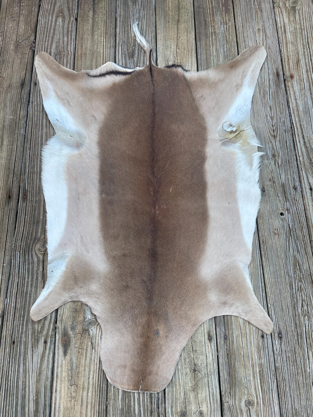 Tanned AFRICAN Southern IMPALA Hide Taxidermy Africa Safari Hunting ...