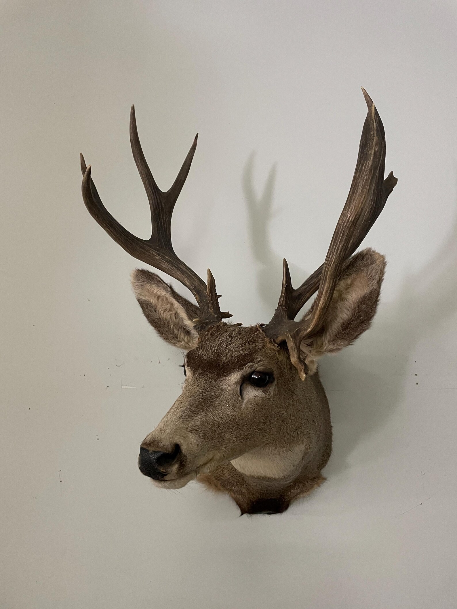 Taxidermy Weird 5 X 5 Double Main Beam MULE DEER ANTLERS /shoulder ...