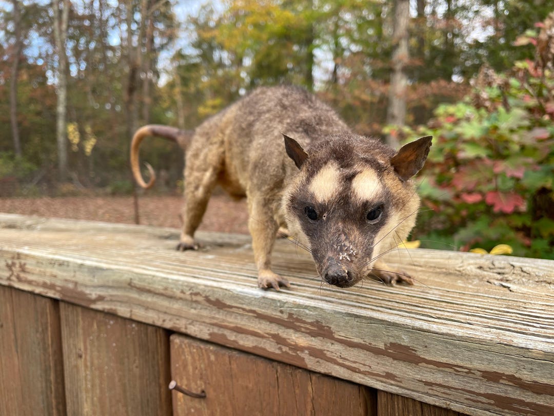 Nice, RARELY Seen, South American Common Four Eyed O'possum Life-size ...
