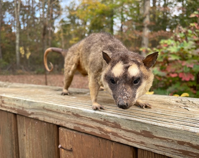 Nice, RARELY Seen, South American Common Four Eyed O'possum Life-size ...