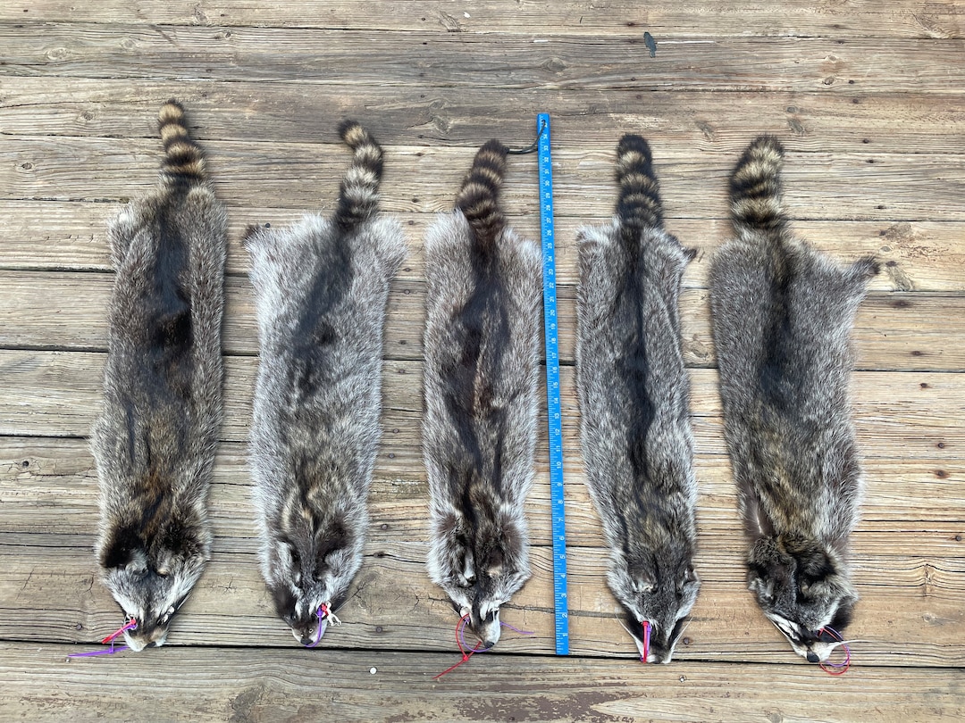 Taxidermy Huge "cased" Tanned Missouri RACCOON FUR, Skin, Pelt, Hide ...