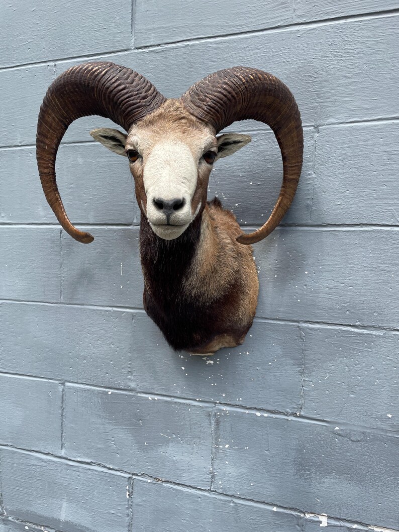 Beautiful White-faced MOUFLON SHEEP- Shoulder Mount BIG Horns Taxidermy ...