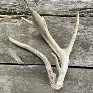 Big 5 Point DOUBLE MAIN BEAMS Whitetail Deer Shed Antler Taxidermy Log ...
