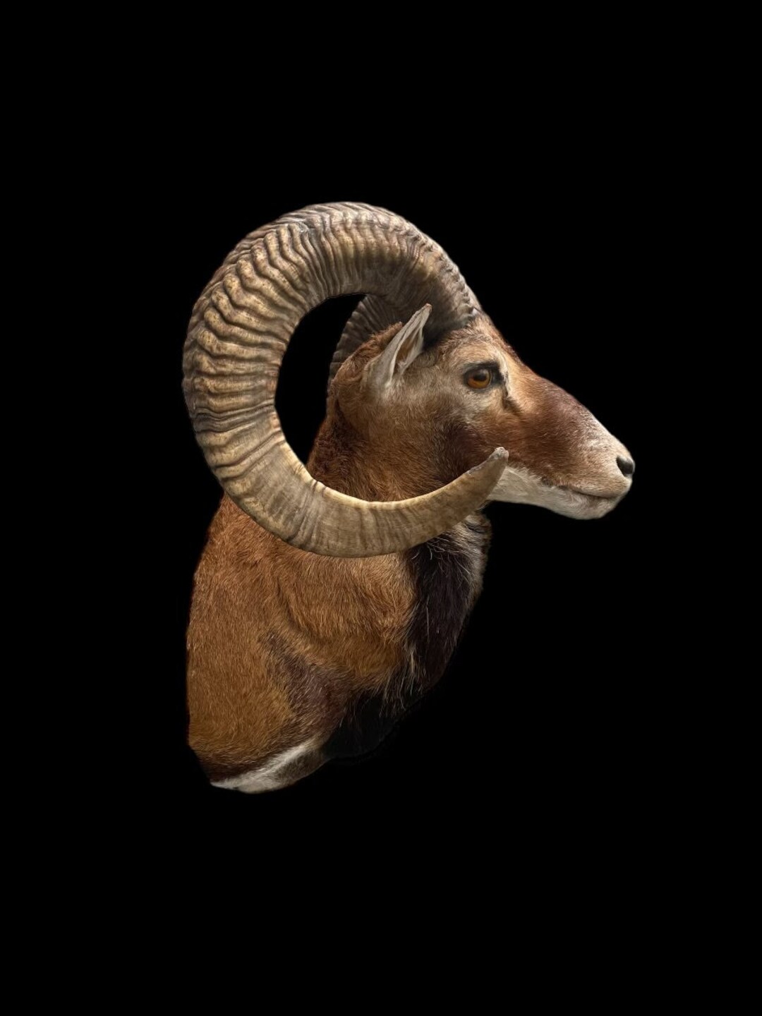 Very Cool Beautiful Corsican X Cross SHEEP With Big Horns - Etsy