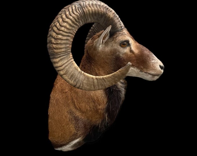 Very Cool - Beautiful - Corsican X Cross SHEEP With Big Horns - Great ...