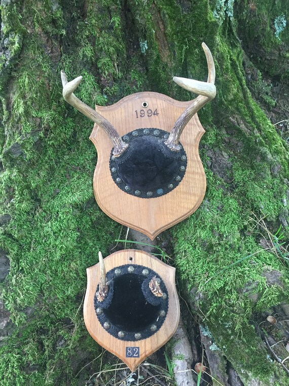 2 Sets Broke Spike & 4 Point Whitetail DEER ANTLERS | Etsy