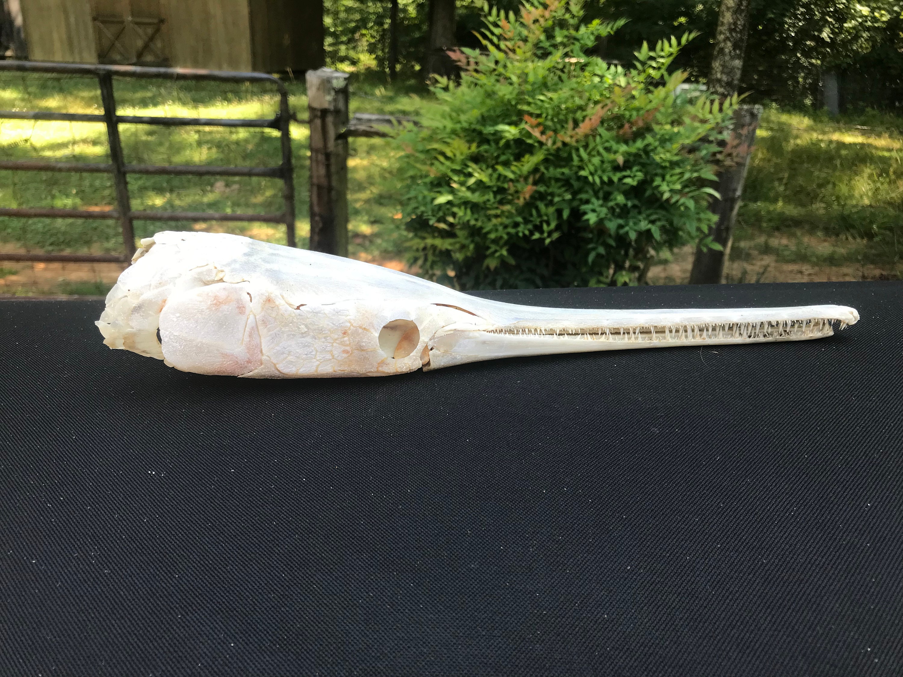 LONGNOSE GAR FISH Skull/teeth Natural Bobes/science Weird - Etsy Singapore