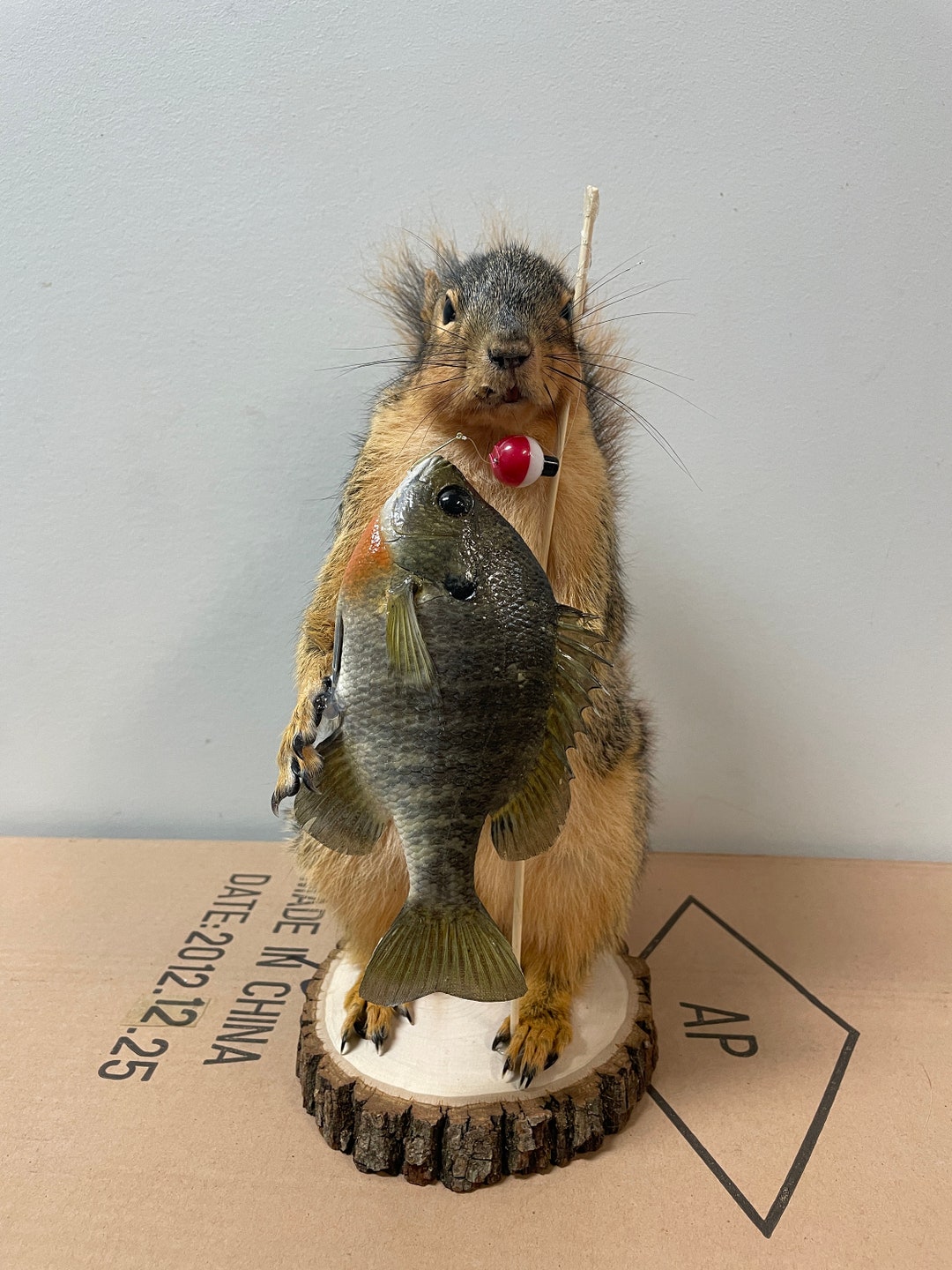 Taxidermy Very Nice "new" FISHING FOX SQUIRREL Mount Complete With Blue ...