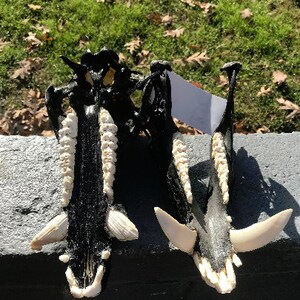 HUGE Carved/painted Wild Boar / Pig / Hog Skull Bone/ Taxidermy/hunting ...