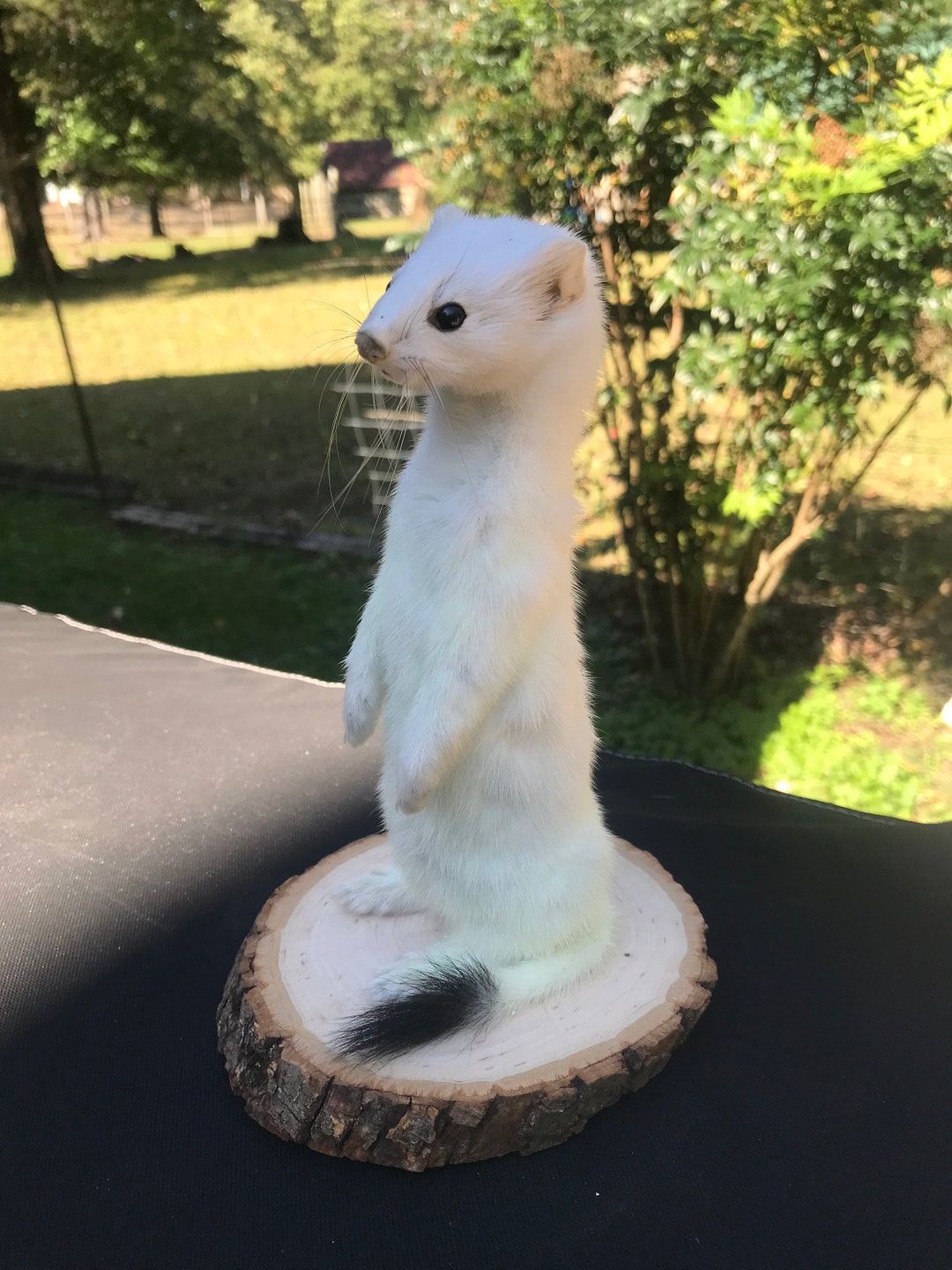 Taxidermy Stoat or Long-tailed Weasel Ermine Lifesize - Etsy
