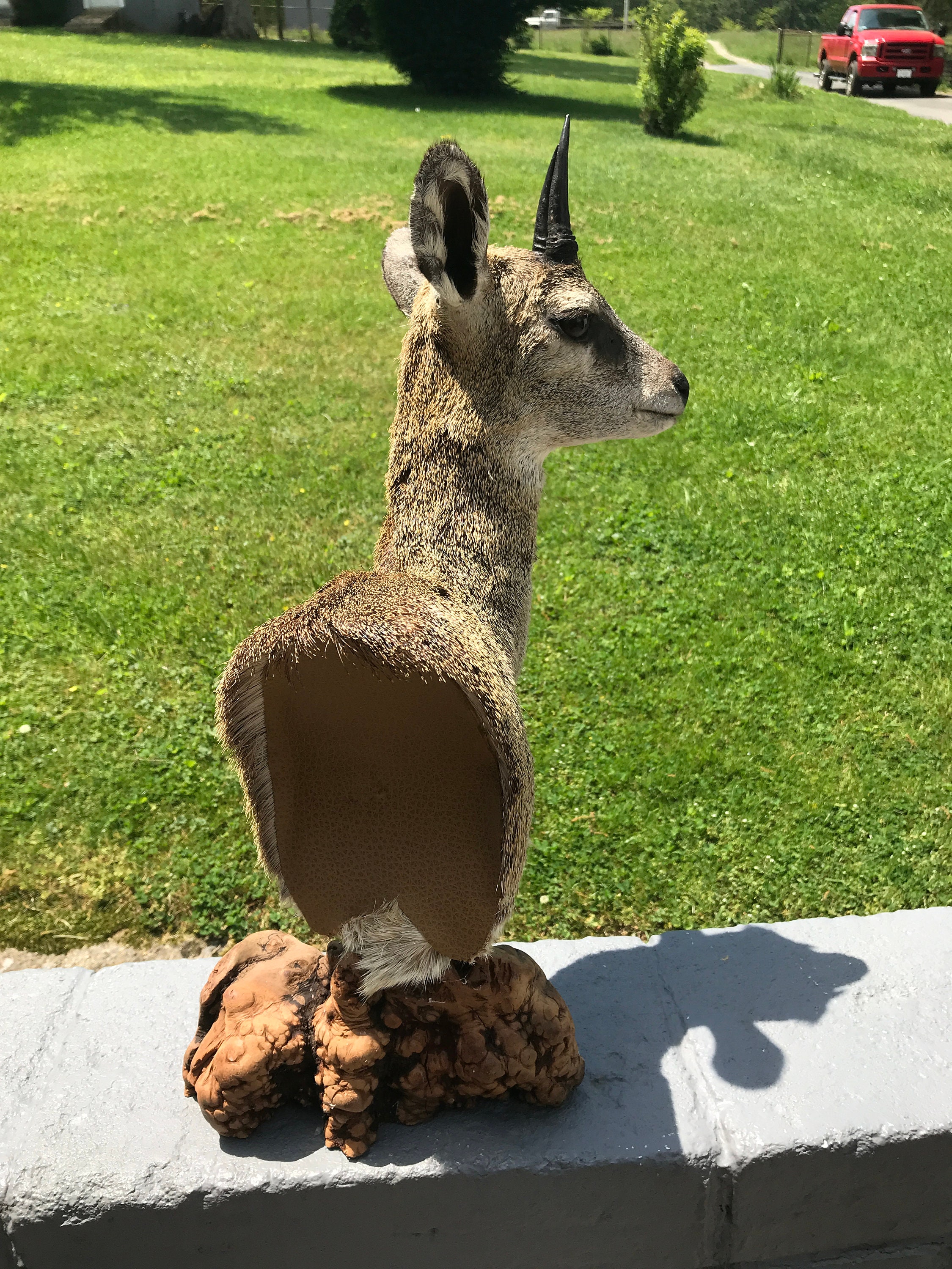 Beautiful KLIPSPRINGER Pedestal Mount Nice HORNS AFRICA Safari | Etsy