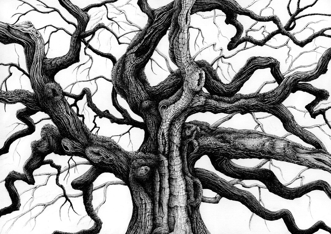 Great Oak Tree 2: A3 & A2 Limited Edition Giclée Print, Tree Drawing ...