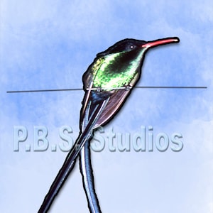 Jamaican Doctor Bird - Digital Photo-painting Print - Matted Digital ...