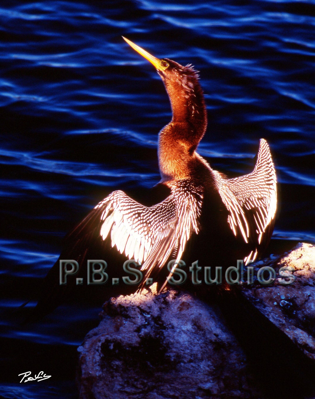 Anhinga Sunning in the Morning Sun - Digital Photo Print - Etsy