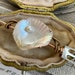 Antique Victorian Neotrigonia Shell Trident Broochc 1880 - Etsy