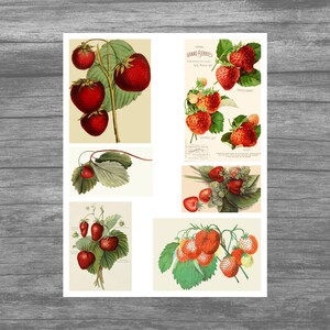 Vintage Strawberry Ephemera, Strawberry Collage Sheets, Printable ...