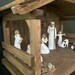 Ready to Ship, Solid Roof, Large Medium Walnut Nativity Stable/creche ...