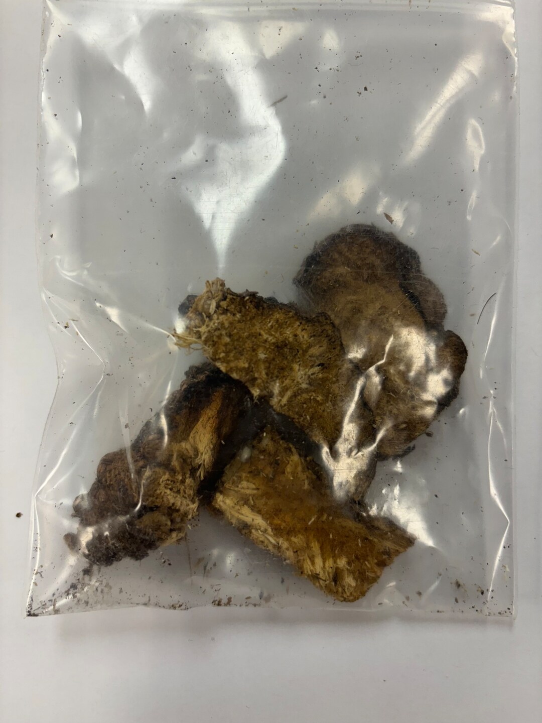 Montana Bear Root - Etsy