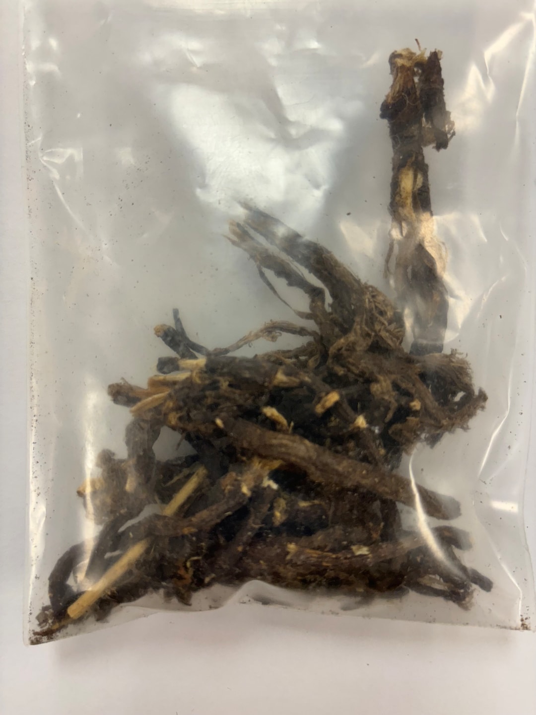 Utah Bear Root - Etsy