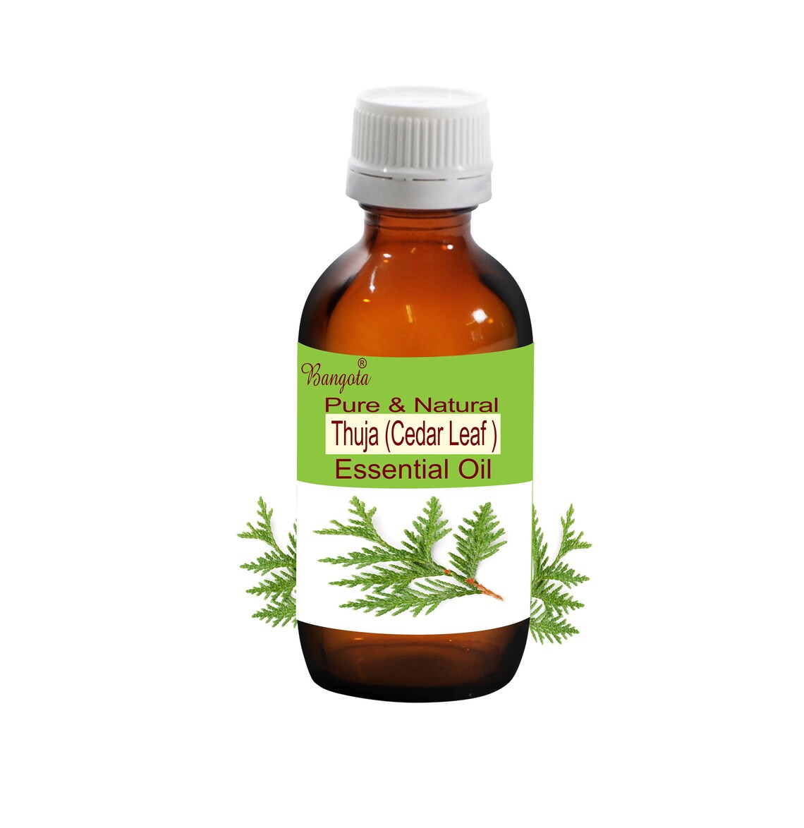 Thuja (cedar Leaf) Pure Natural Essential Oil Thuja Occidentalis by ...