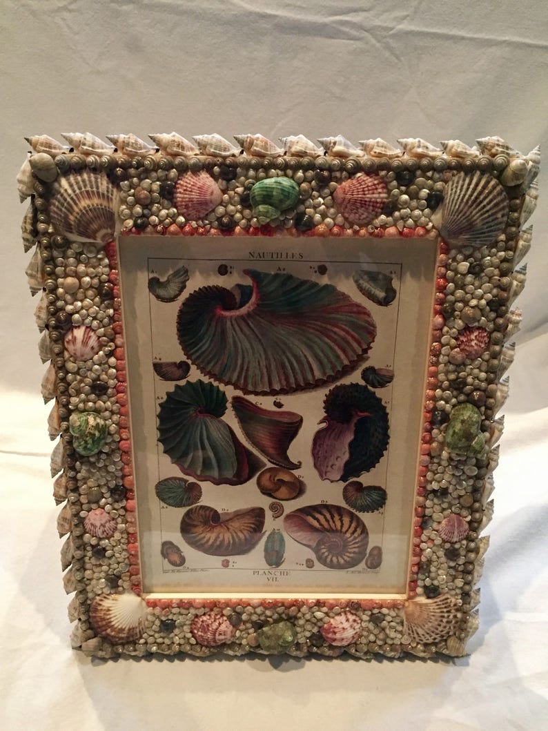 Handmade Natural Seashell Frame With Large Vintage Seashell Print - Etsy
