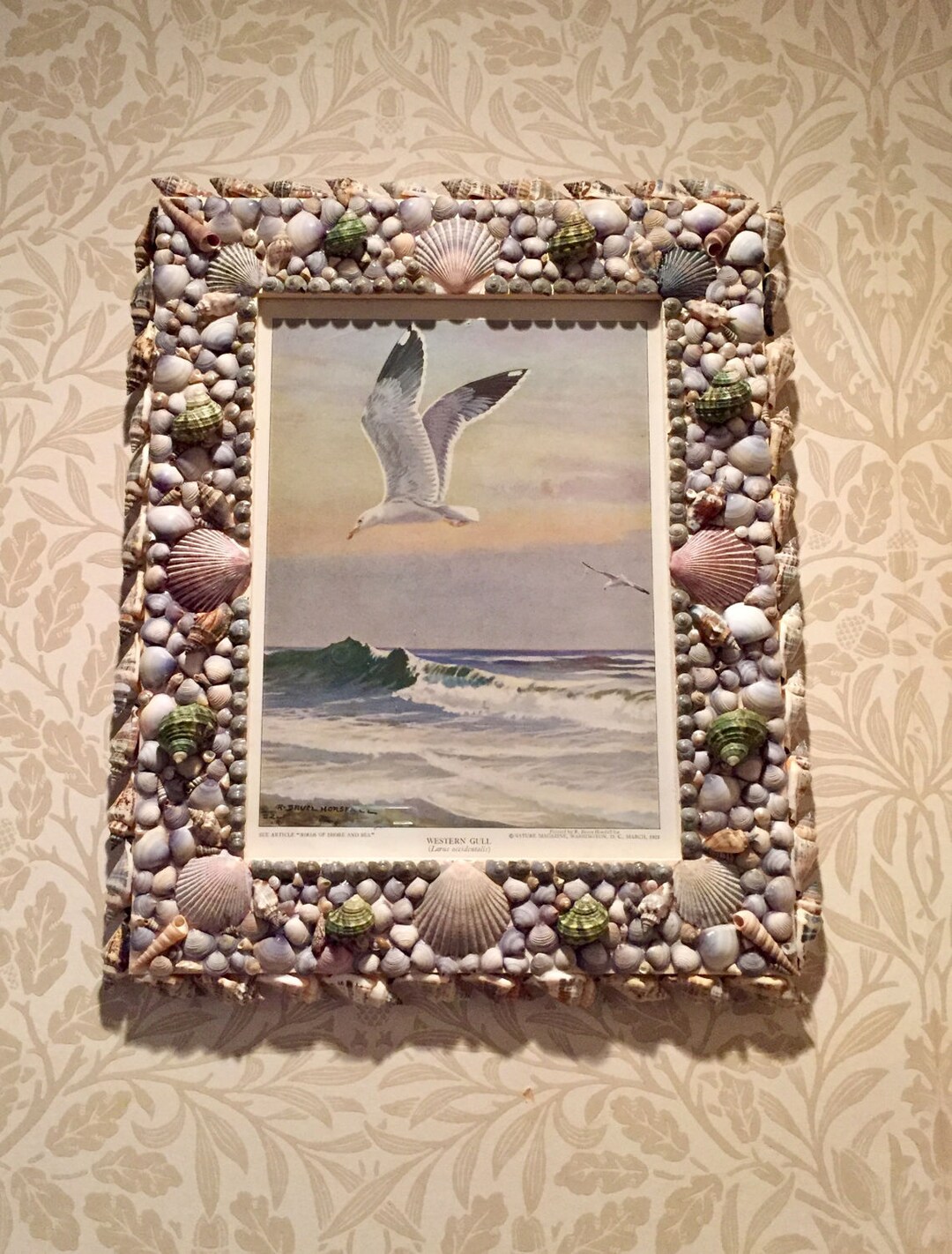 Handmade Seashell Frame With Vintage Seagull Print (1925) - Etsy